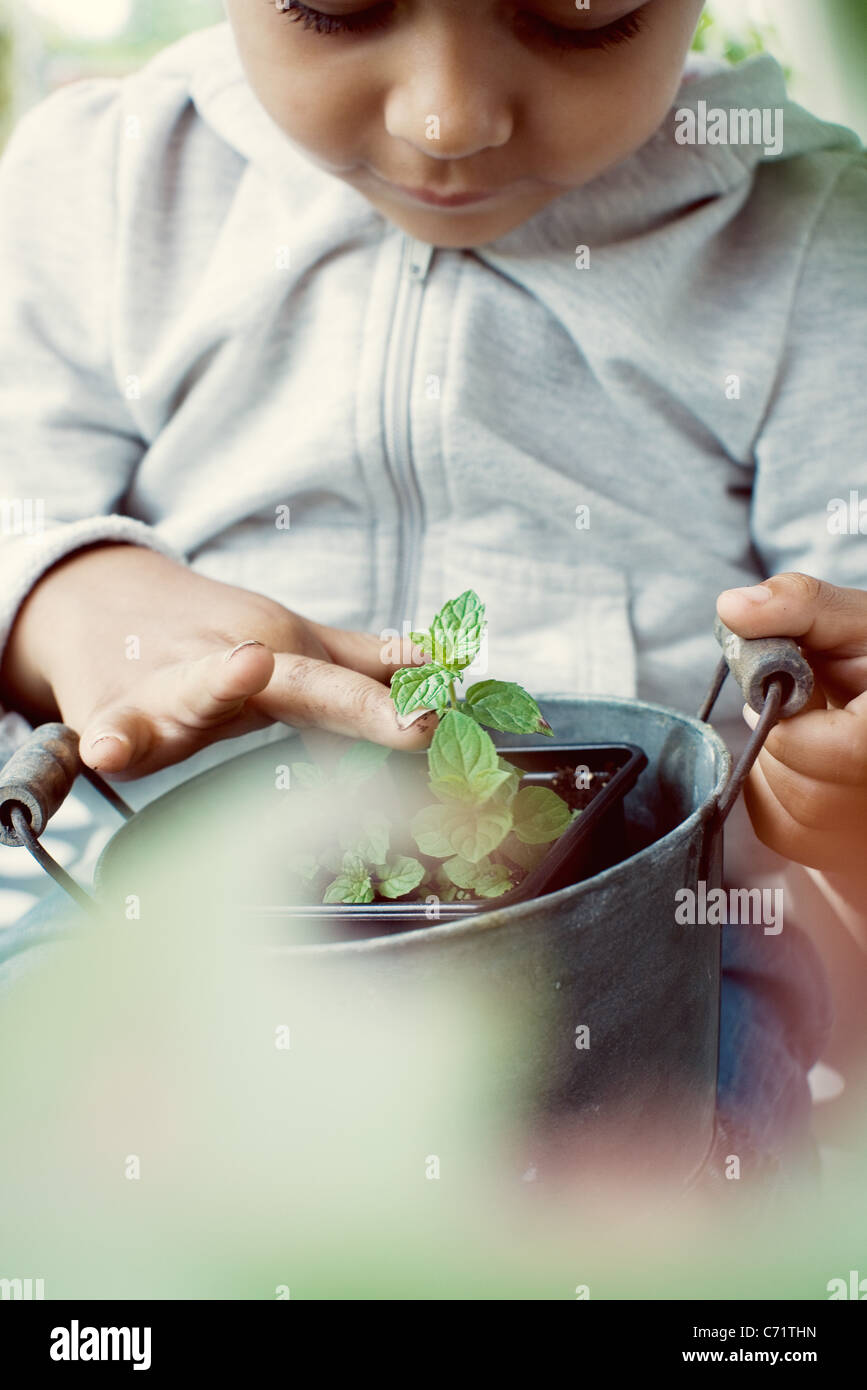 Child holding mint plant Stock Photo - Alamy