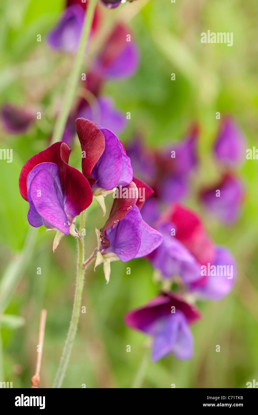Sweet Pea, Lathyrus odoratus ‘Matucana’, in flower Stock Photo - Alamy