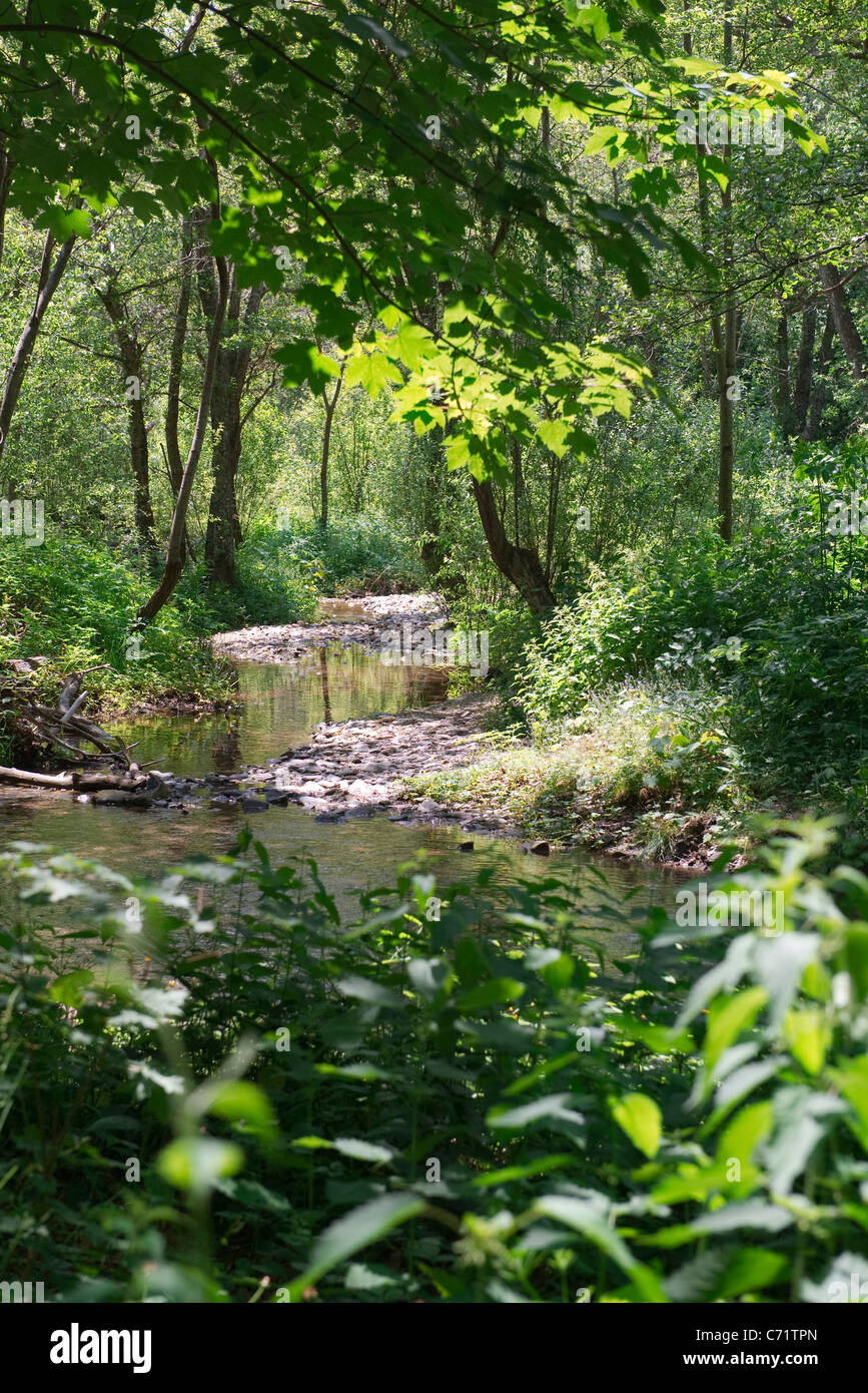 Stream running through woods Stock Photo - Alamy