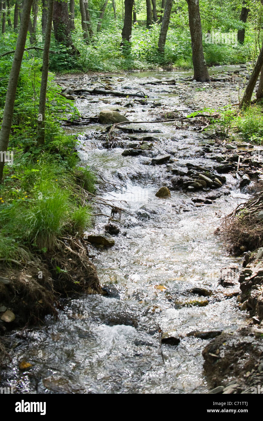 Stream flowing through woods Stock Photo - Alamy