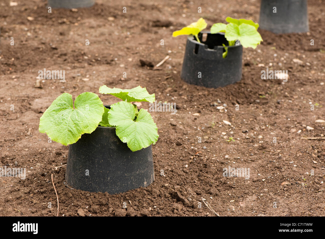 Crown prince squash hi-res stock photography and images - Alamy