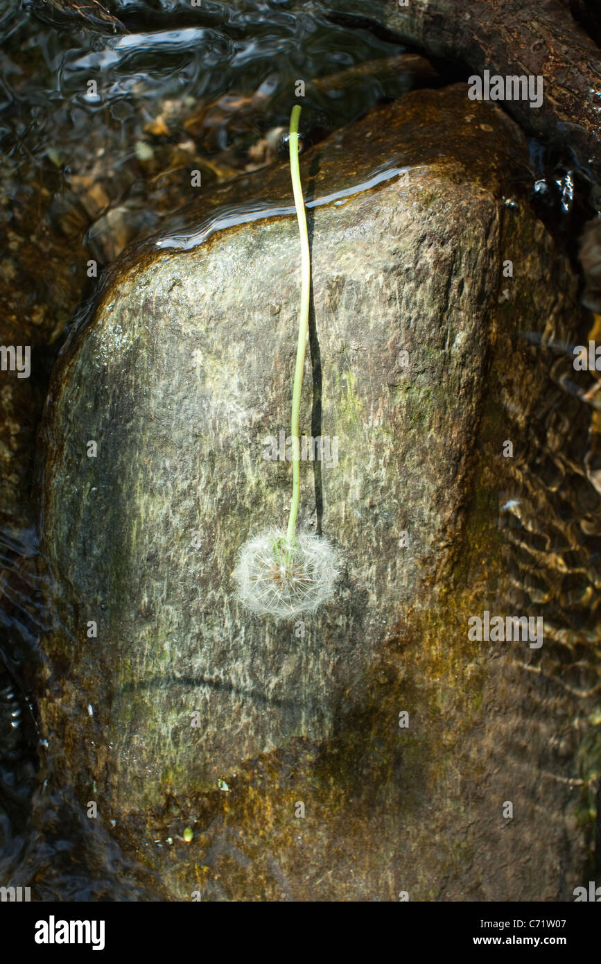 Surfacing flower hi-res stock photography and images - Alamy