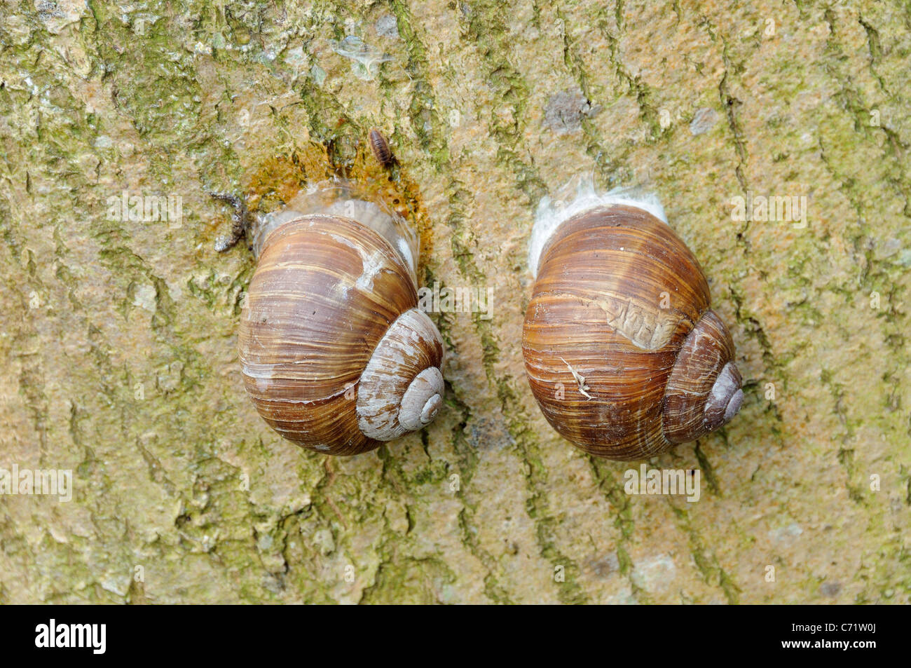 Two Edible snails (Helix pomatia) on a tree-trunk, one attached with a ...