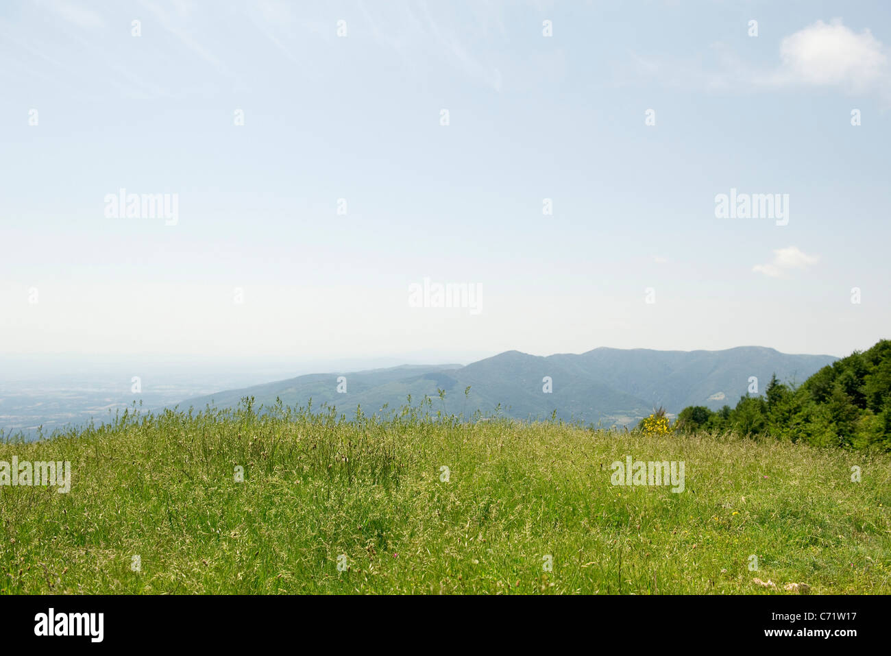 Mountain timothy hi-res stock photography and images - Alamy