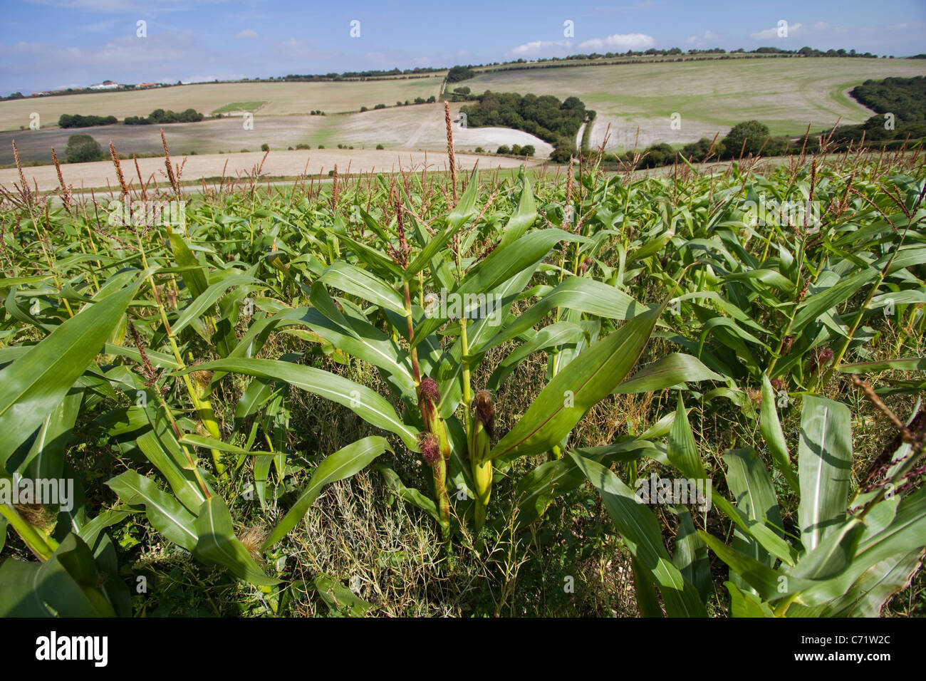 South downs plants hi-res stock photography and images - Alamy