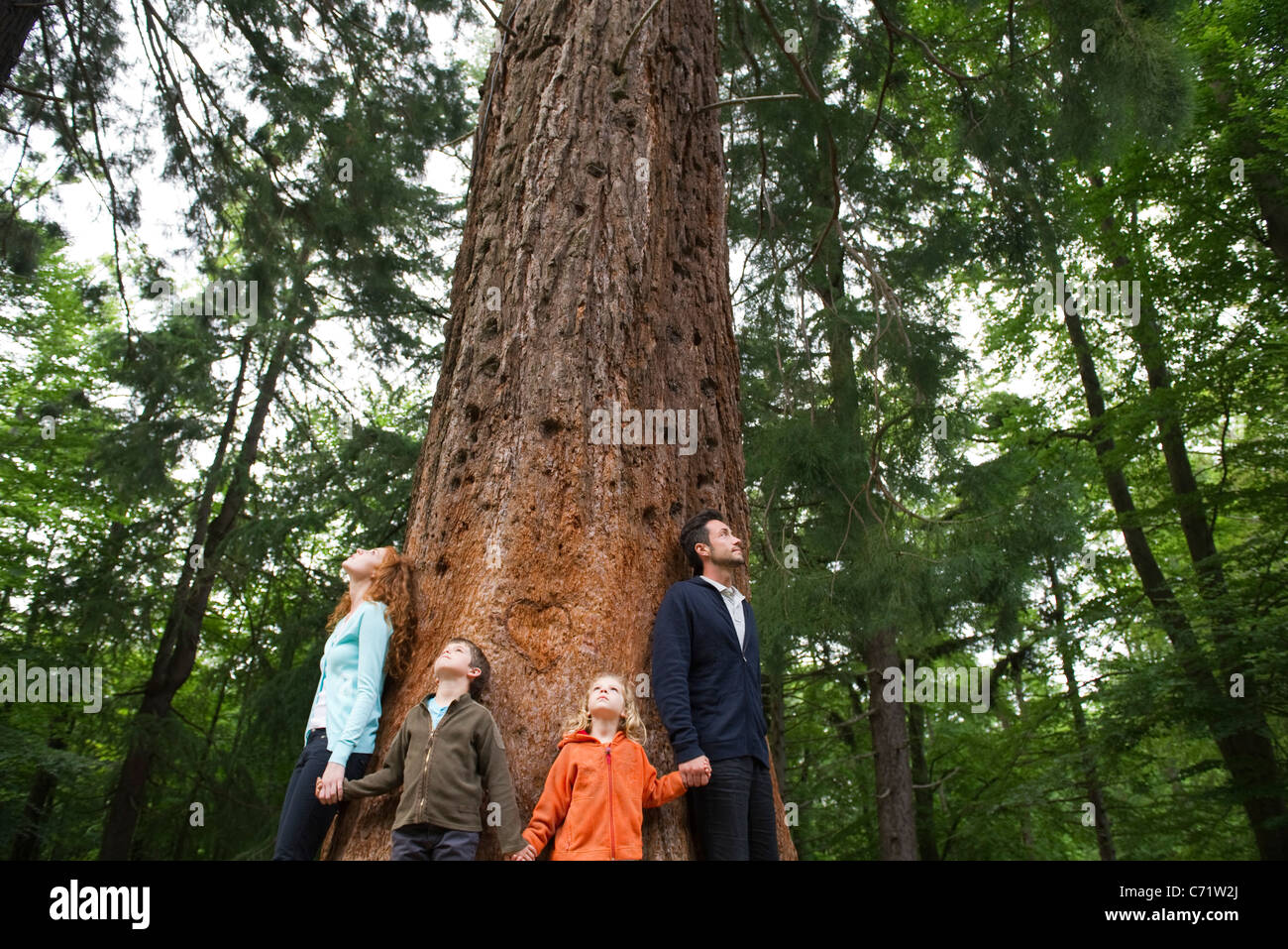 Family standing together at base of tall tree, holding hands Stock ...