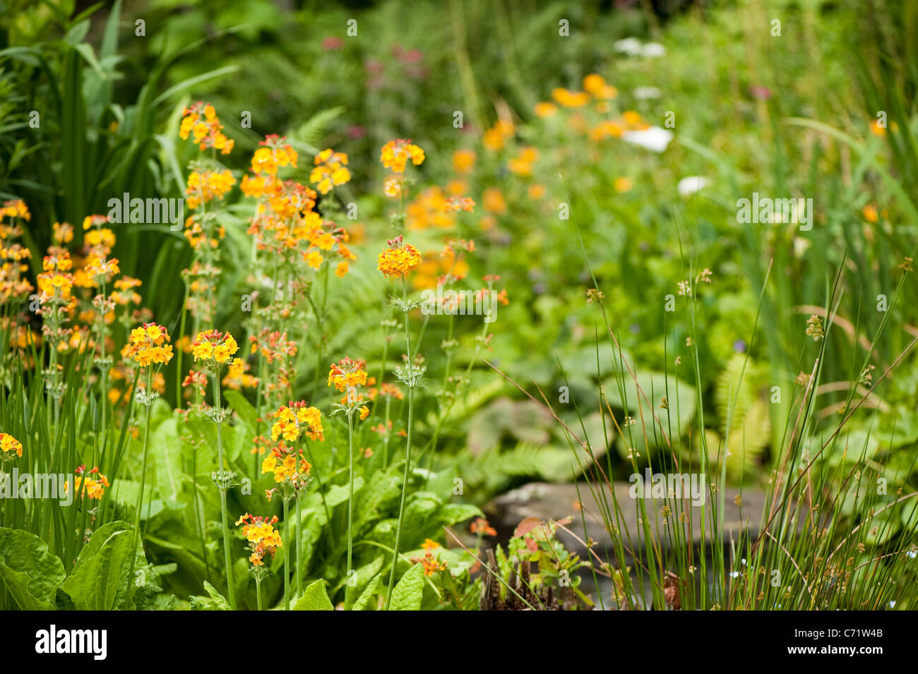 Primula prolifera, Candelabra Primula, in flower Stock Photo - Alamy