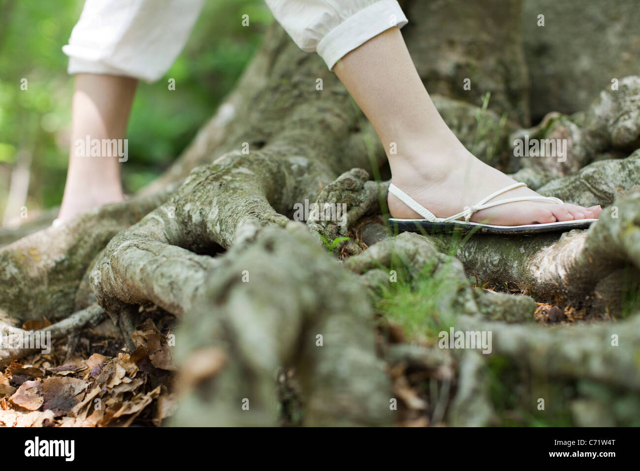 Woman wearing sandals walking on roots of tree, low section Stock Photo ...
