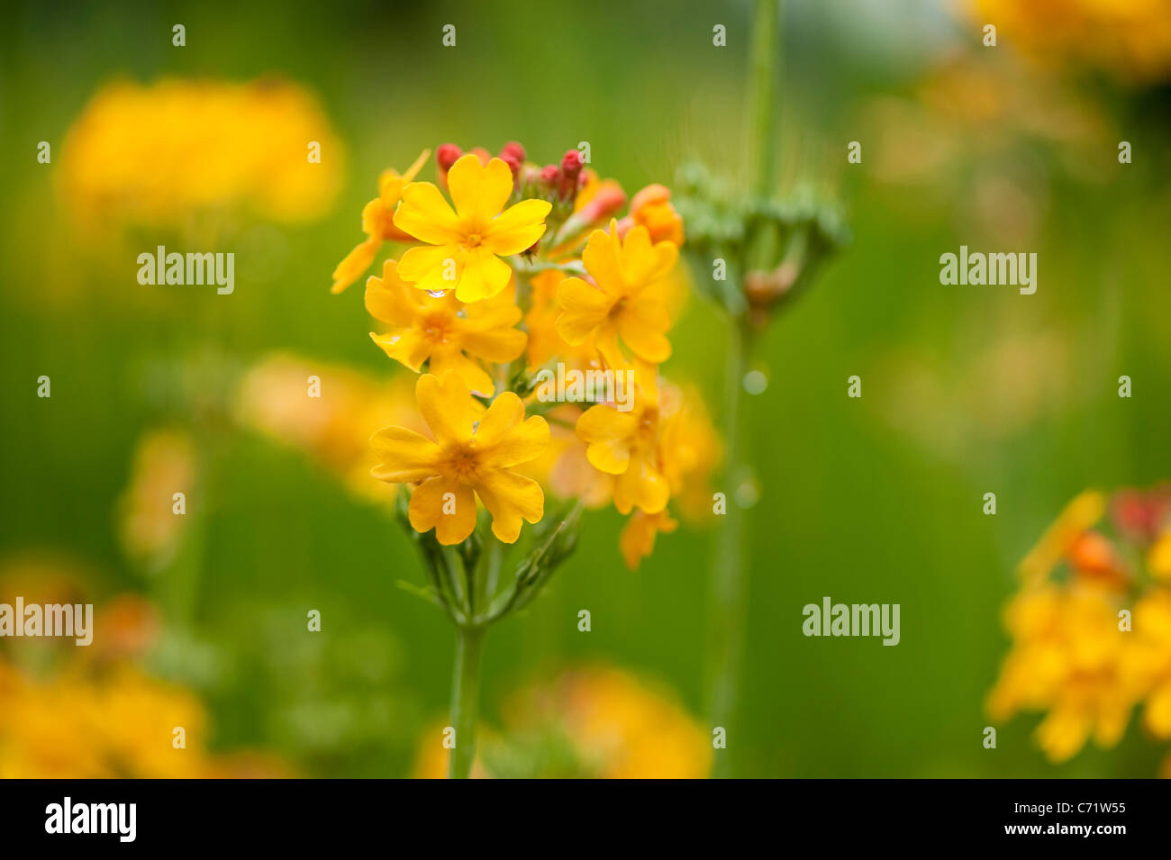 Primula prolifera, Candelabra Primula, in flower Stock Photo - Alamy