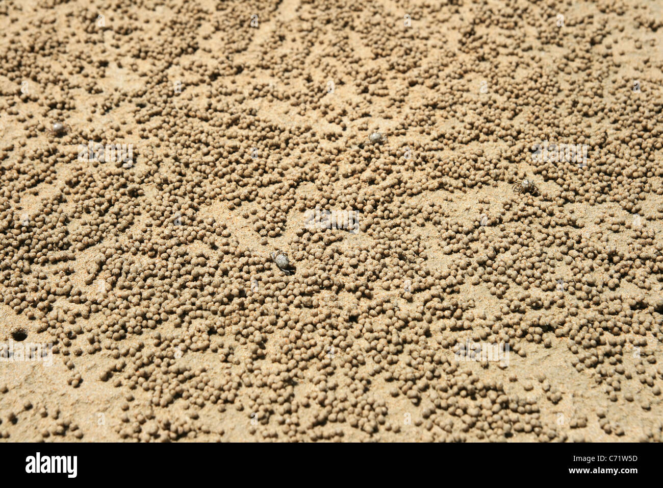 many balls of sand made by sand bubbler crab (Dotilla fenestrate) on a ...