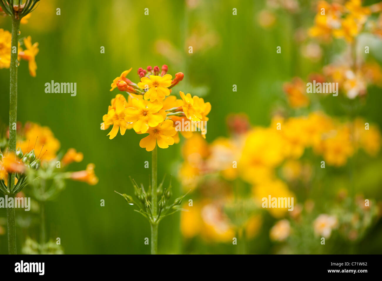 Primula prolifera, Candelabra Primula, in flower Stock Photo - Alamy