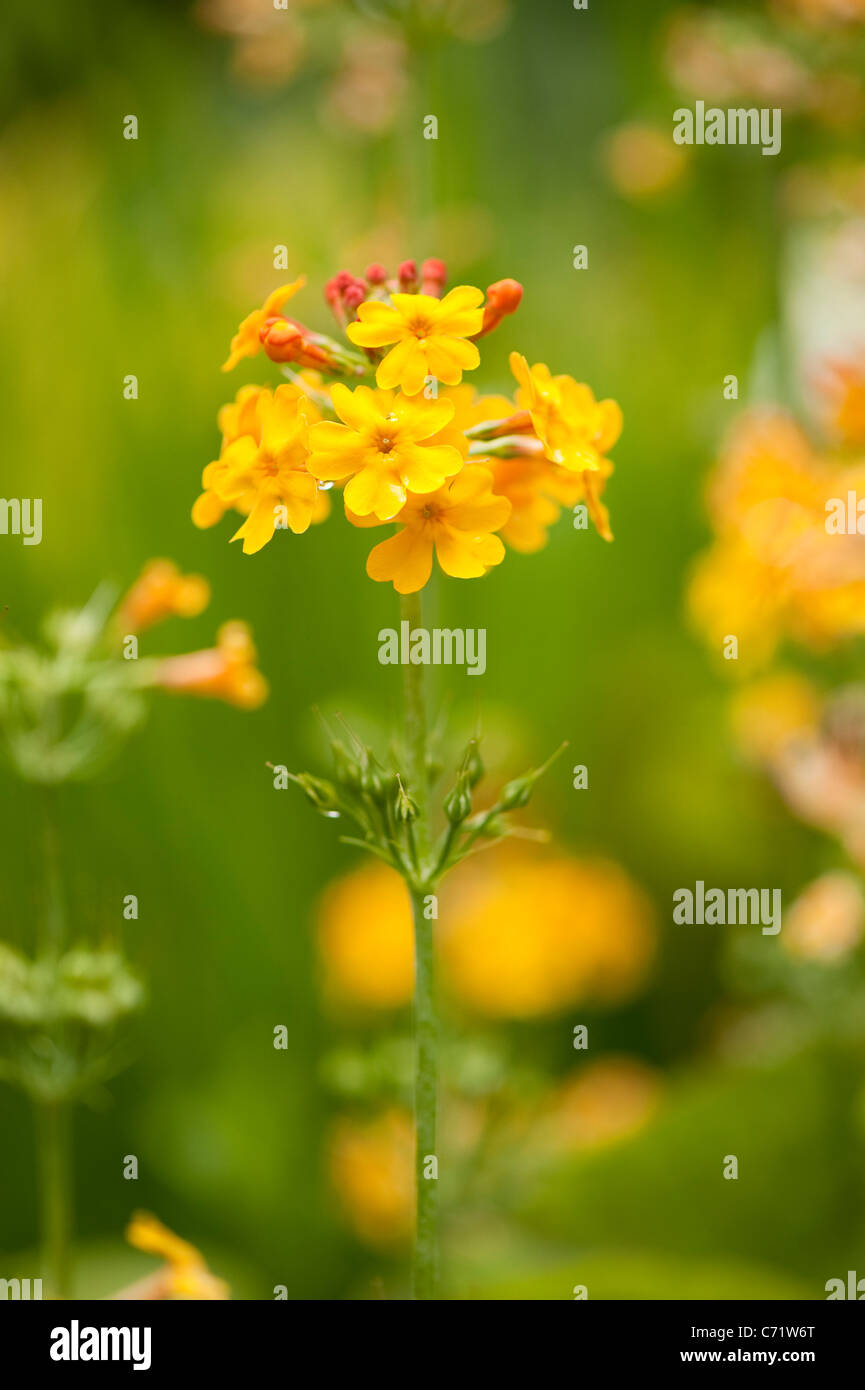 Primula prolifera, Candelabra Primula, in flower Stock Photo - Alamy