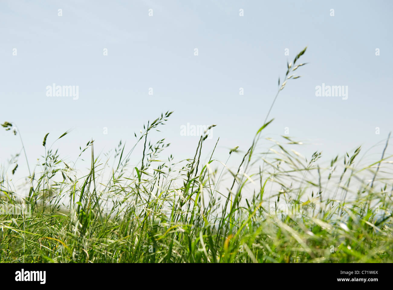Tall grass in wind Stock Photo - Alamy