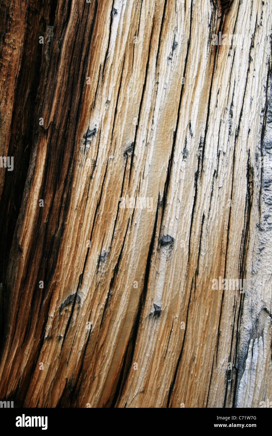 Split trunk tree hi-res stock photography and images - Alamy