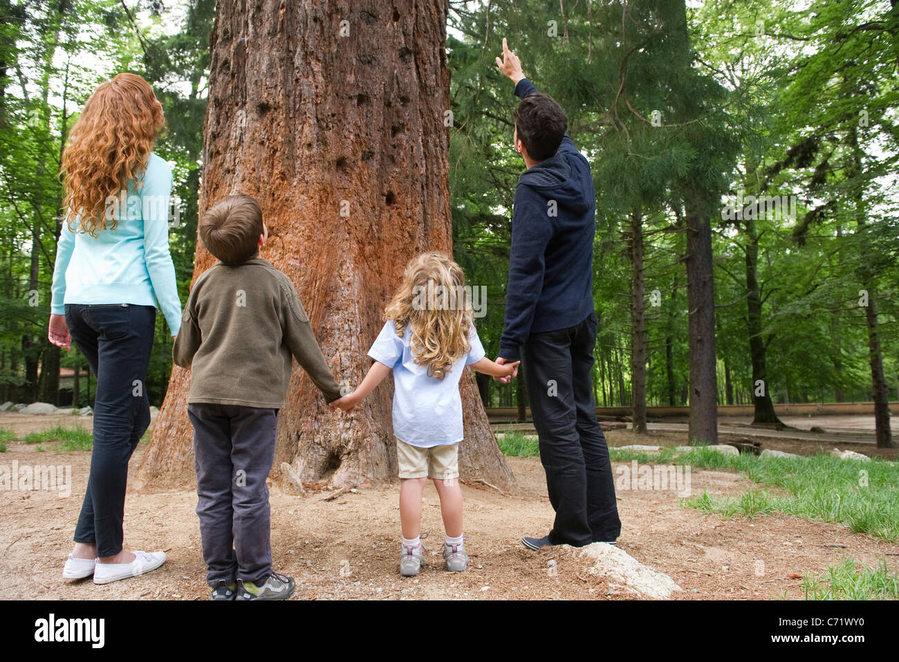 Family standing together at base of tall tree, holding hands, rear view ...