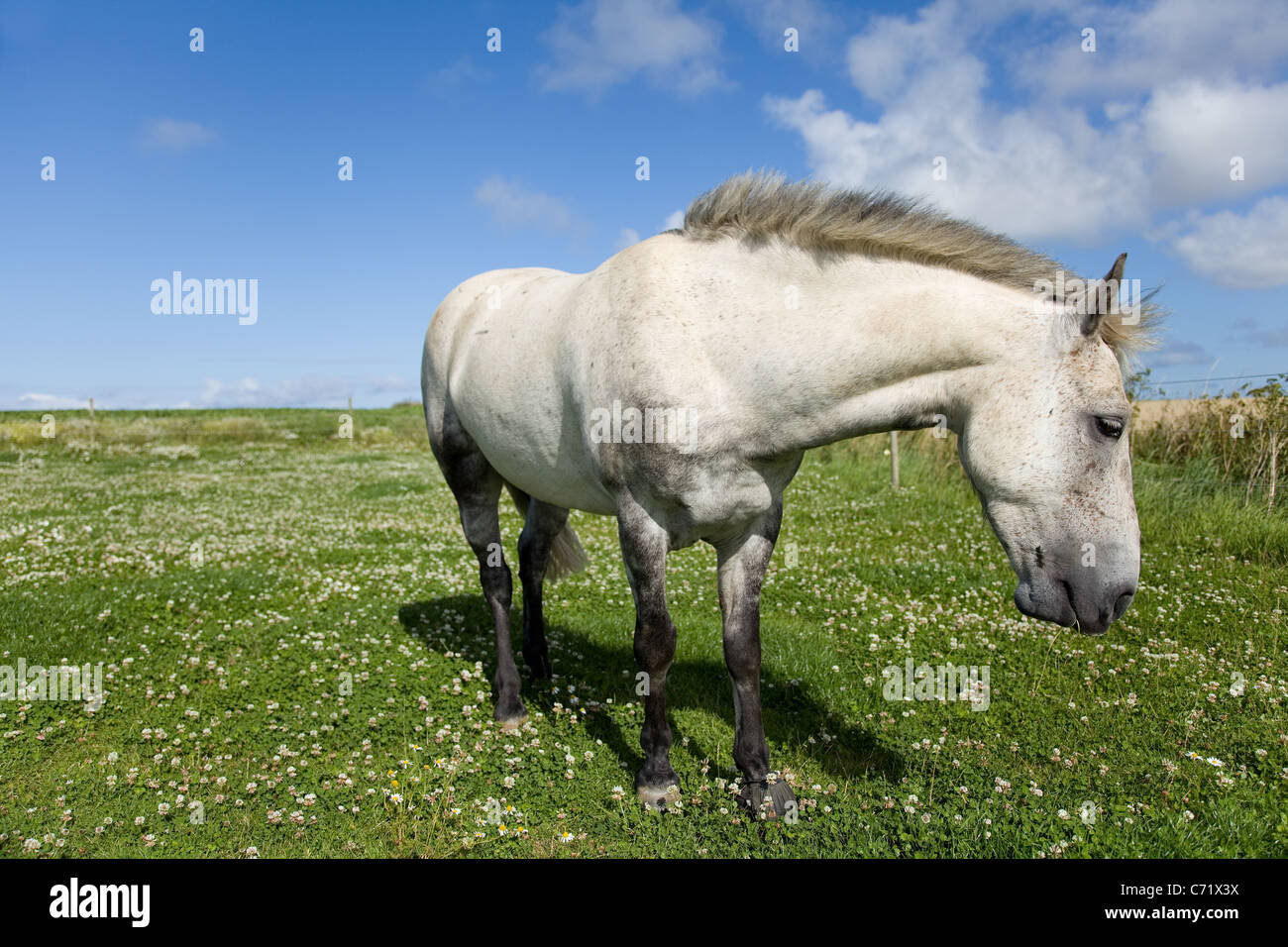 Connemara dapple grey pony seen here grazing on lush grass in Norfolk ...