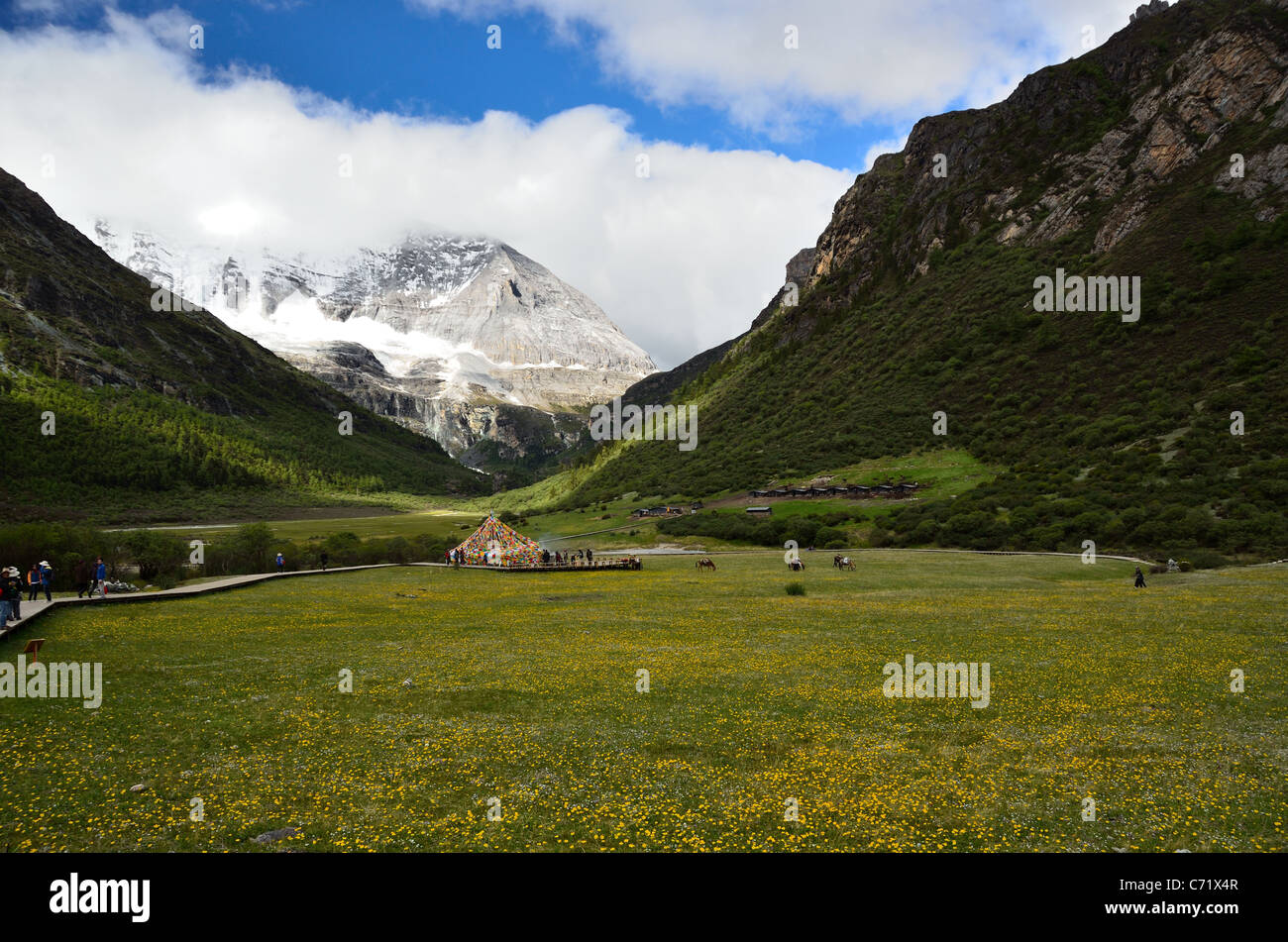 Wild flowers at the meadow of Luorong Pasture in Yading Nature Reserve ...
