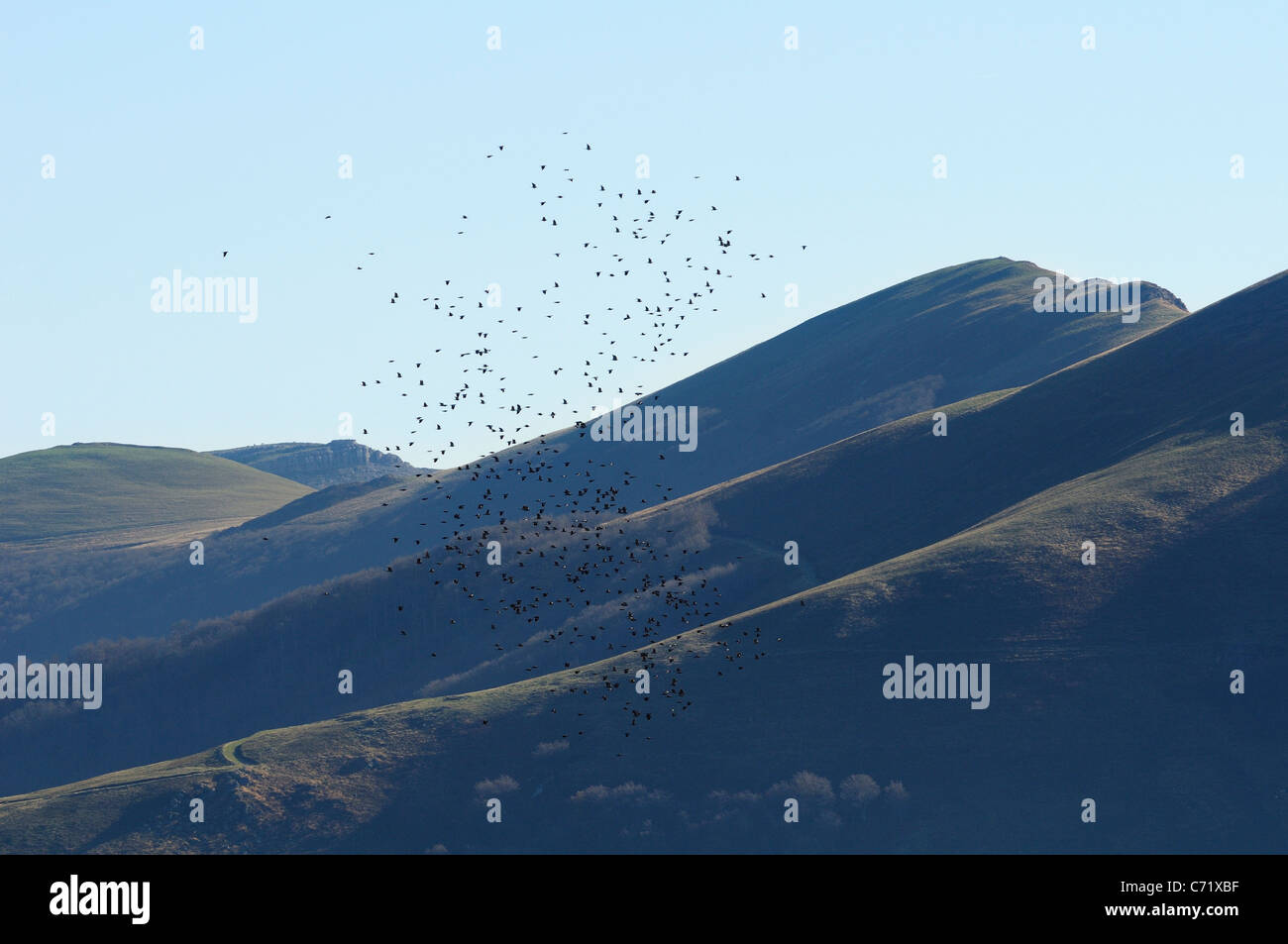 Pyrenees birds hi-res stock photography and images - Alamy