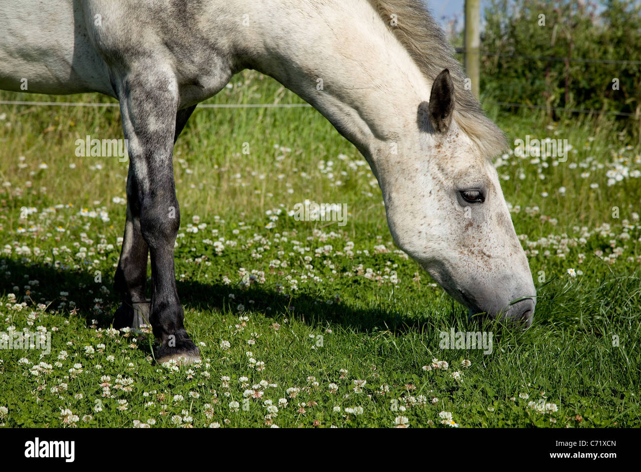 Dapple grey hi-res stock photography and images - Alamy