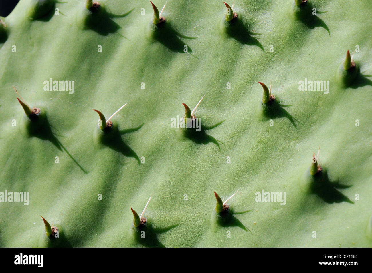 Prickly pear cactus / Barbary fig (Opuntia ficus-indica) spines detail ...