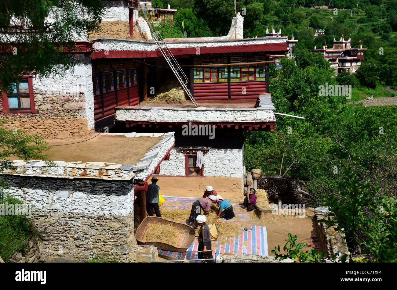 Tibetan farmers process their barley harvest. Sichuan, China Stock ...