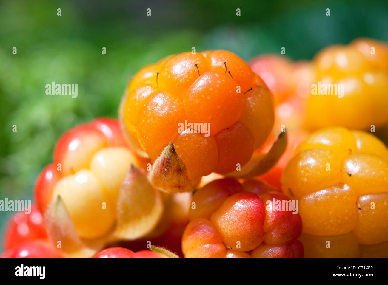 Arctic Cloudberry High Resolution Stock Photography and Images - Alamy