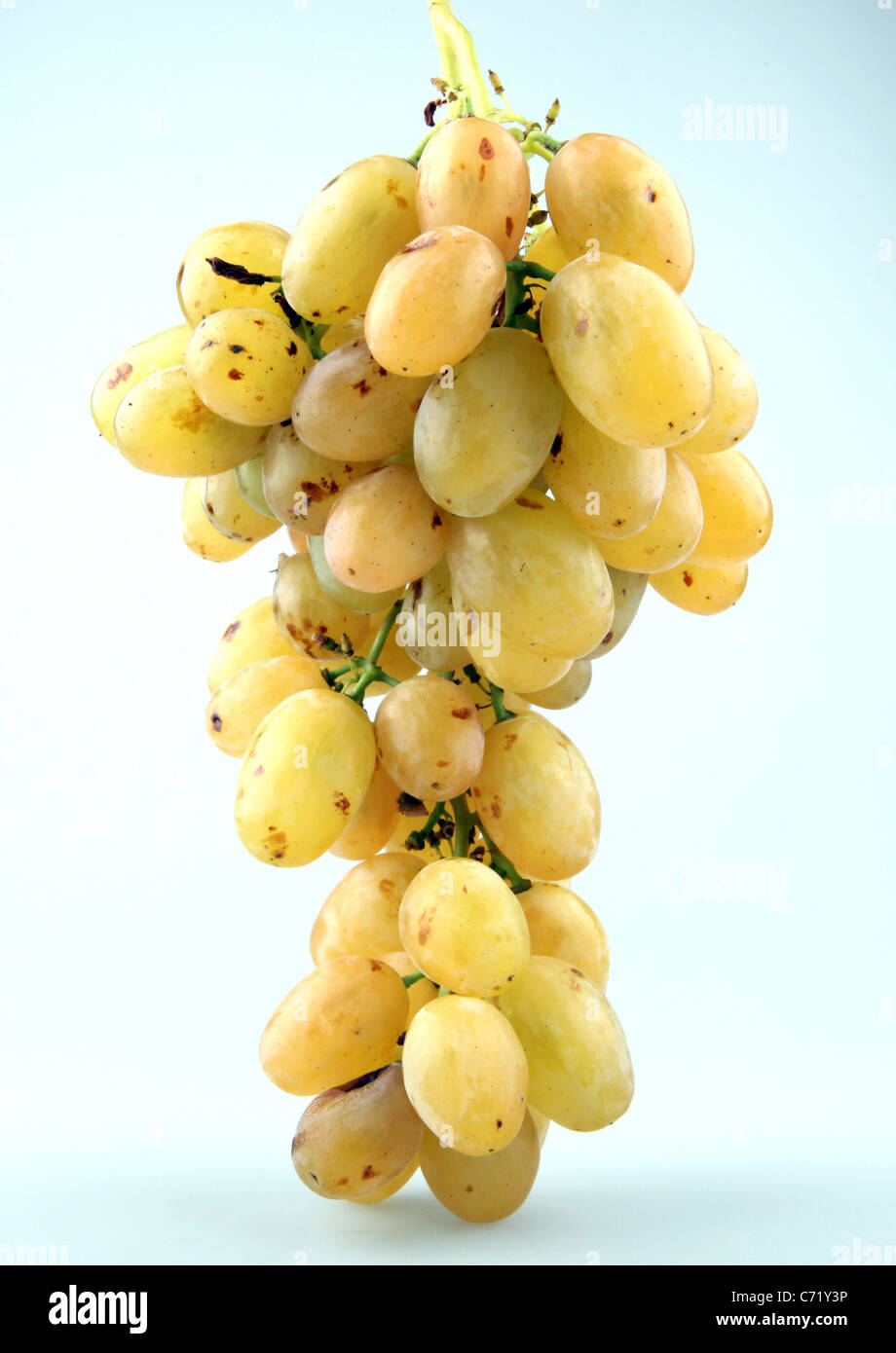 White grape varieties hi-res stock photography and images - Alamy