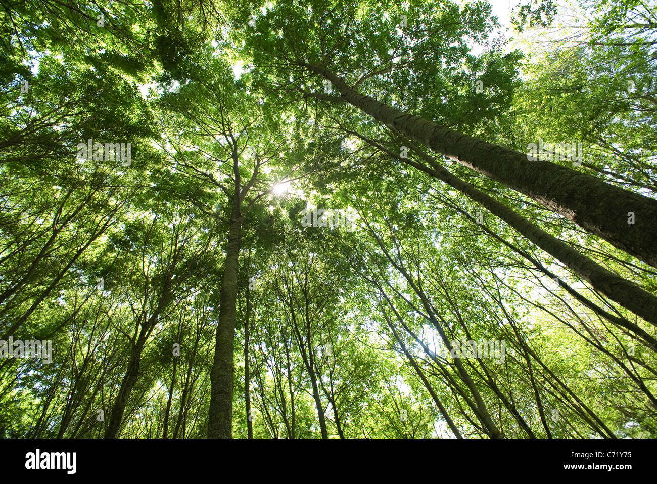 Forest Canopy High Resolution Stock Photography and Images - Alamy