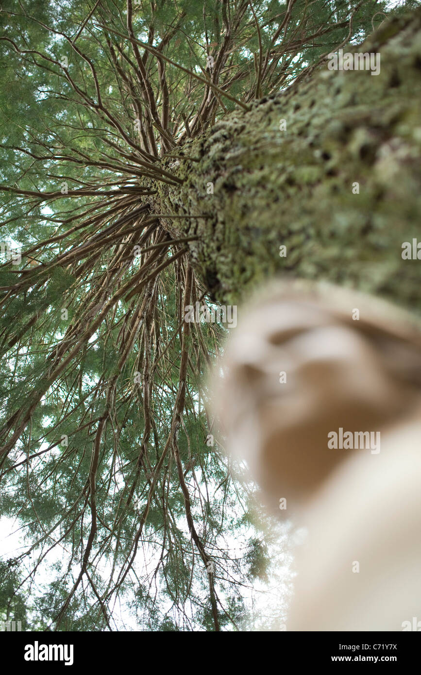 Tree low angle hi-res stock photography and images - Alamy