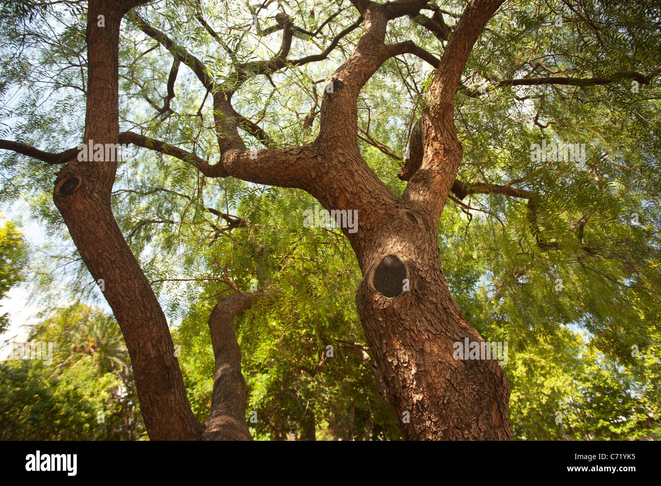 Trees, low angle view Stock Photo - Alamy