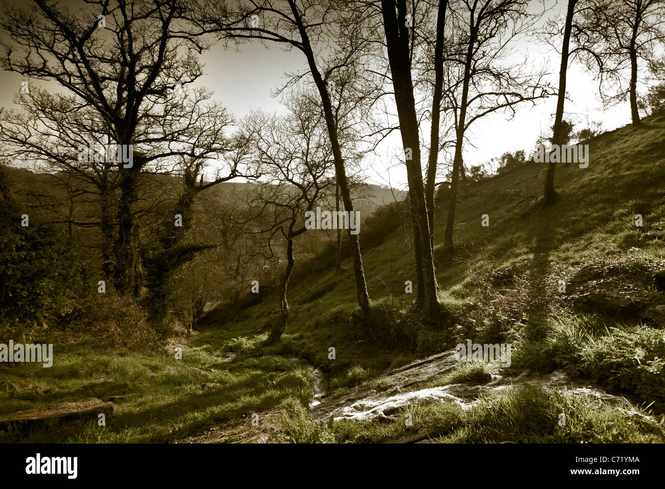Small stream running through woods Stock Photo - Alamy