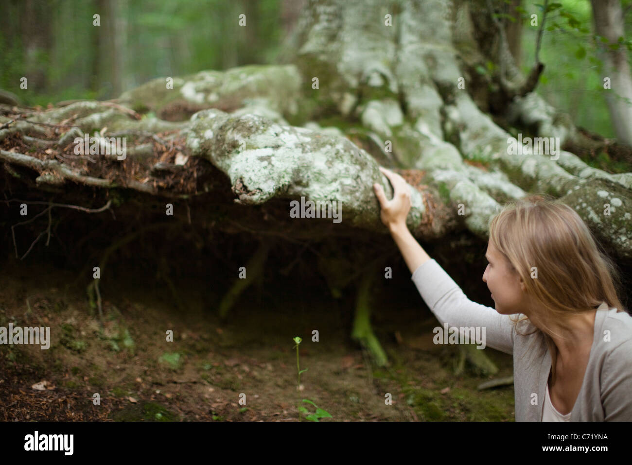 Woman touching large tree roots Stock Photo - Alamy