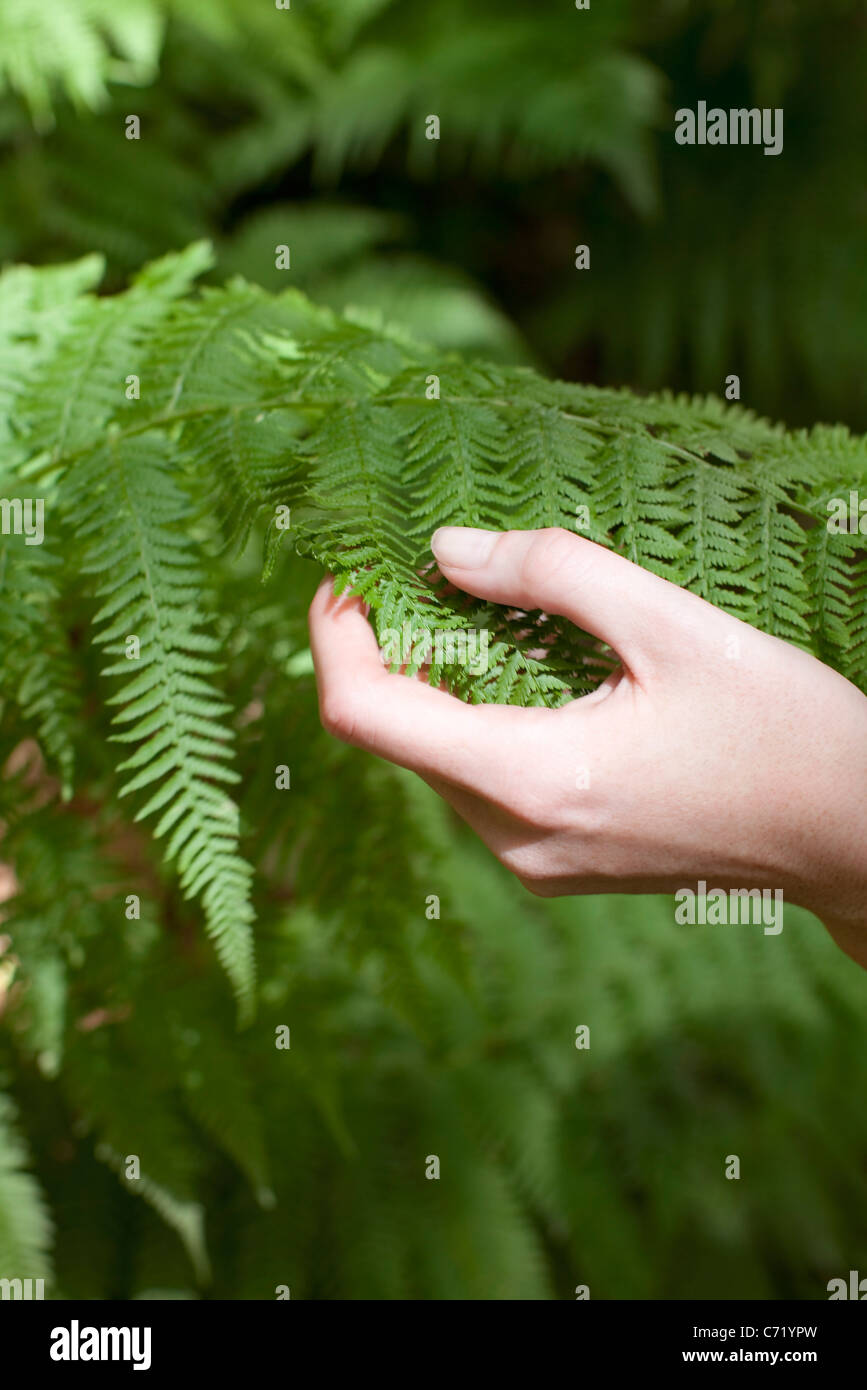 Hand touching fern frond Stock Photo - Alamy