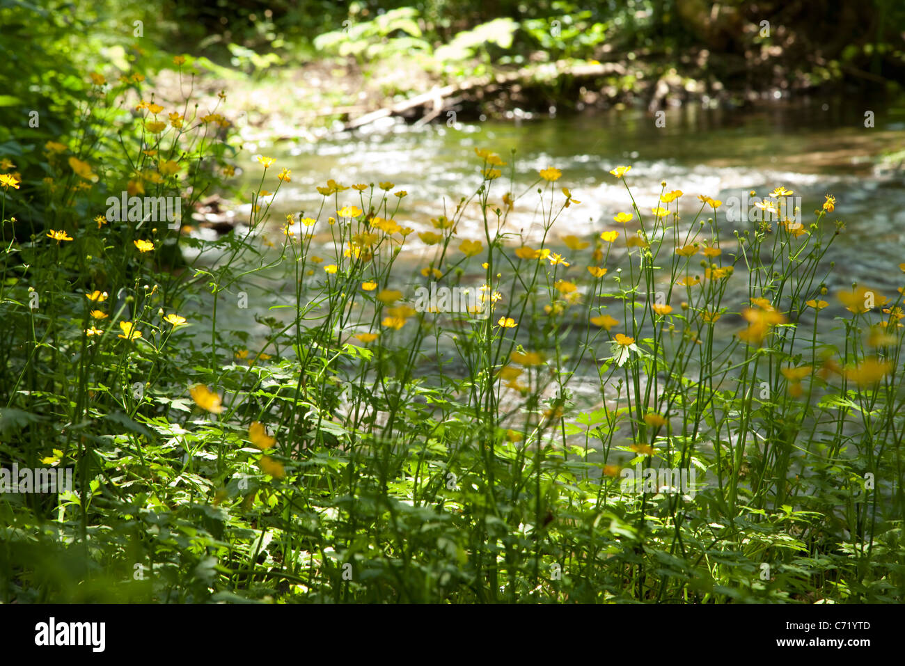 Wildflowers in nature Stock Photo - Alamy