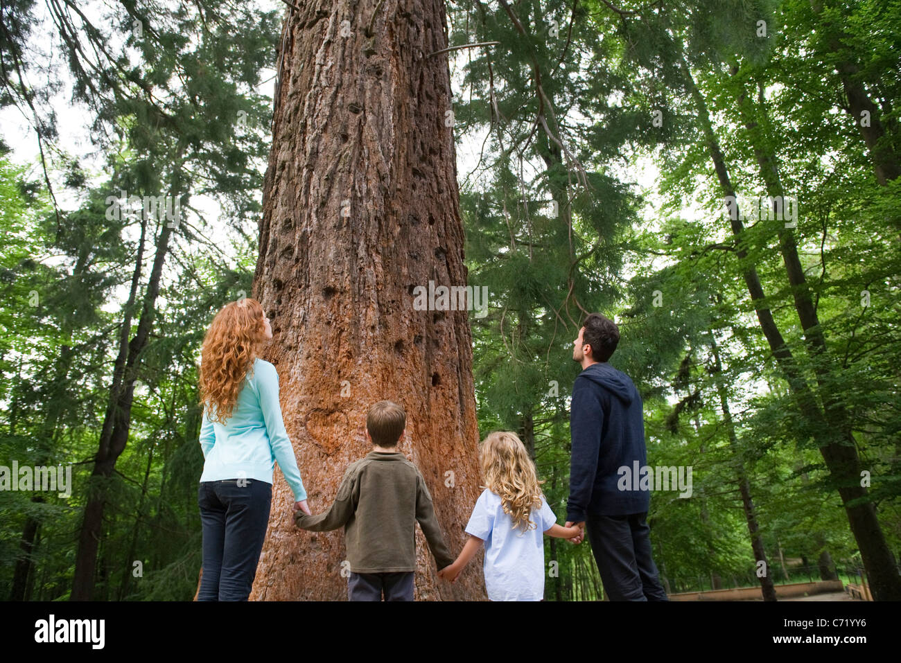 Family standing together at base of tall tree, holding hands, rear view ...