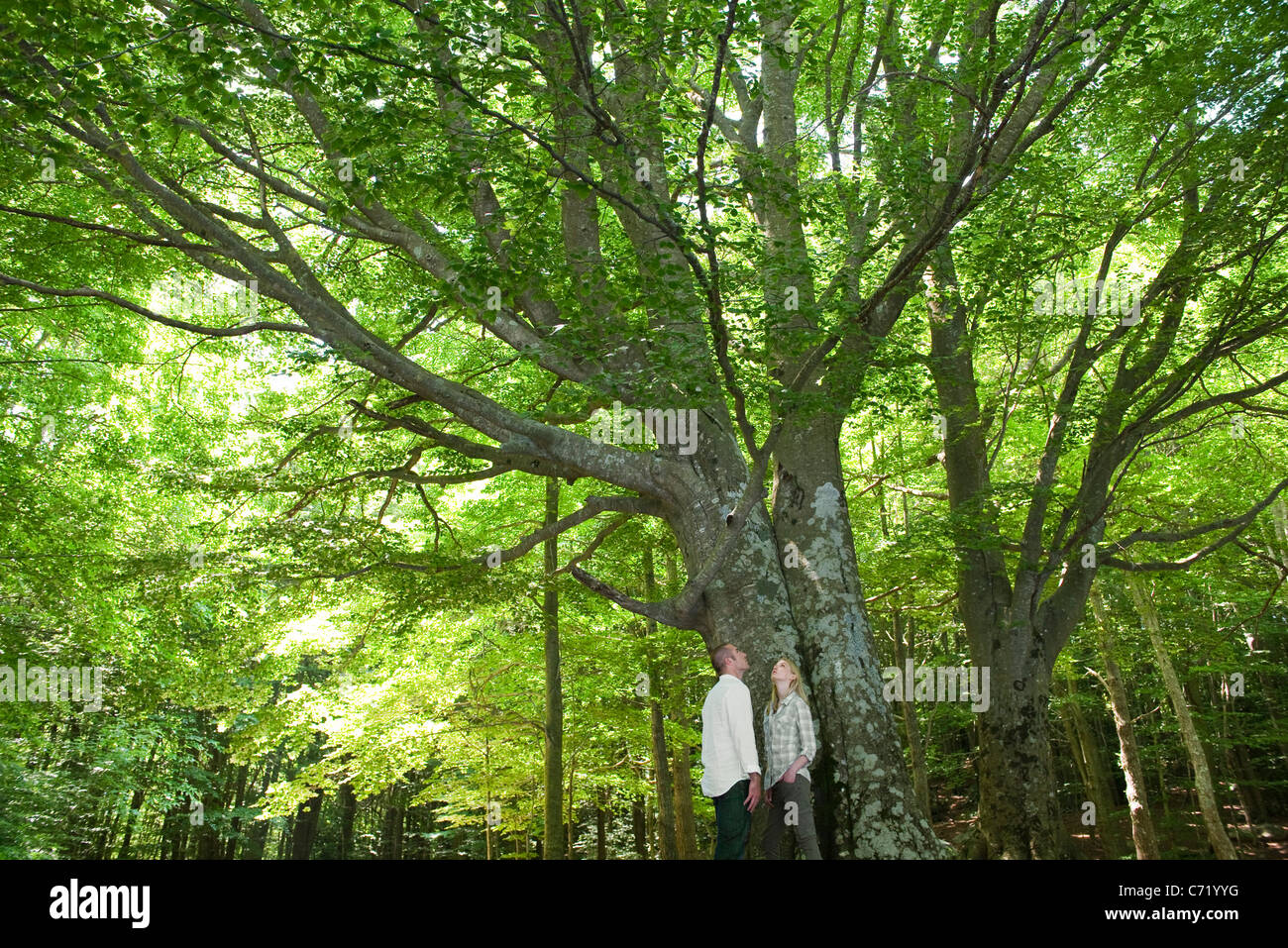 Foreground two tall trees hi-res stock photography and images - Alamy