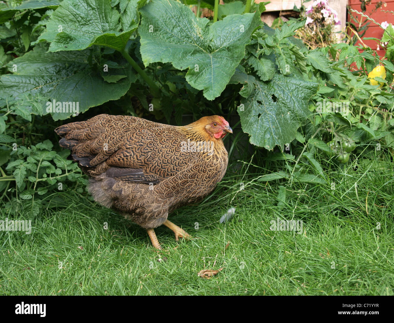 Partridge Wyandotte Chicken in back garden. UK Stock Photo - Alamy