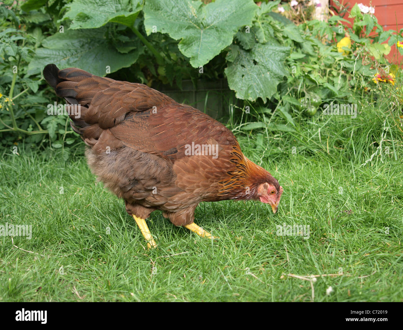 Welsummer Rooster 8 Weeks