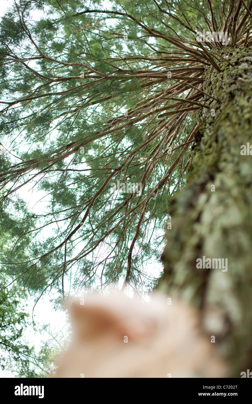 Person staring up at tree, low angle view Stock Photo - Alamy