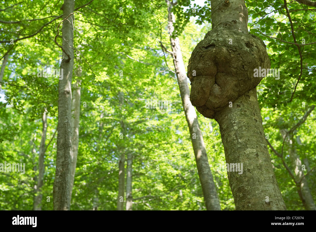 Burl on tree Stock Photo - Alamy