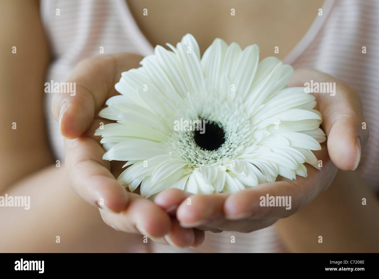 Woman holding gerbera daisy, cropped Stock Photo - Alamy