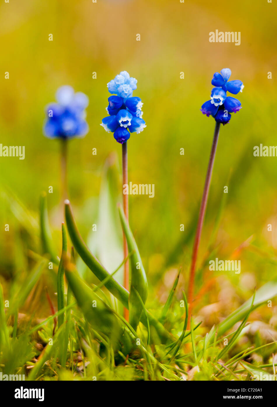 Macro of Muscari commutatum (Dark Grape Hyacinth) flowers in spring ...