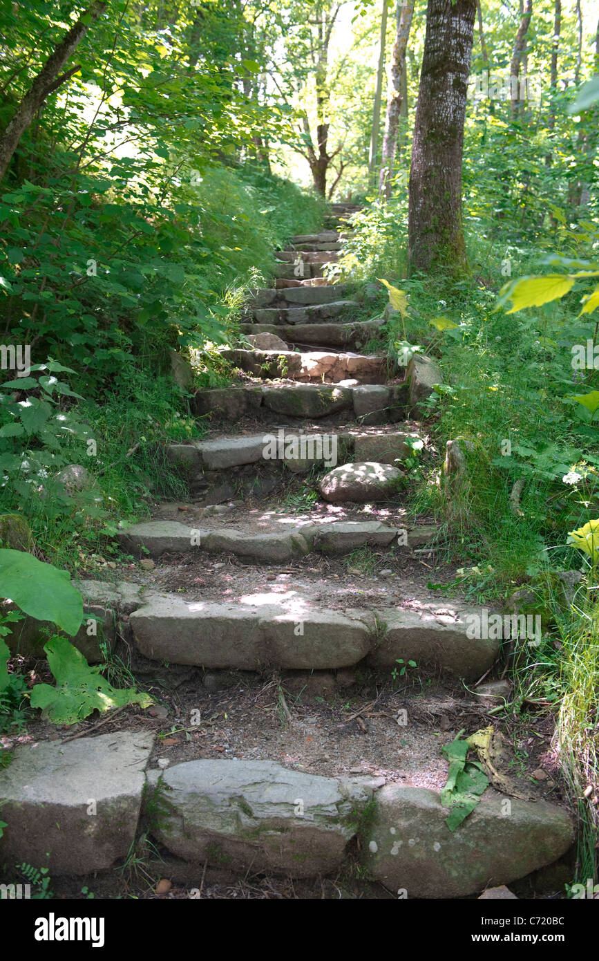 Lush stone steps leading up to woods Stock Photo - Alamy