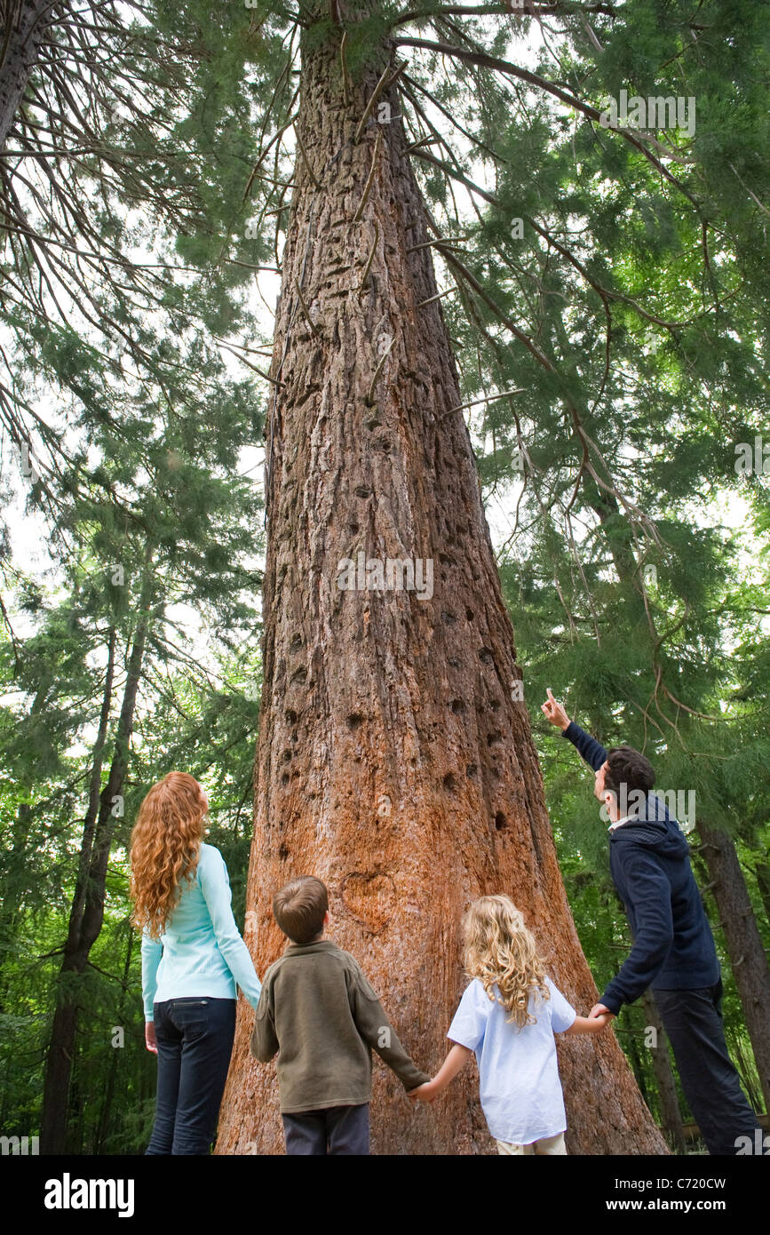Family tree hi-res stock photography and images - Alamy