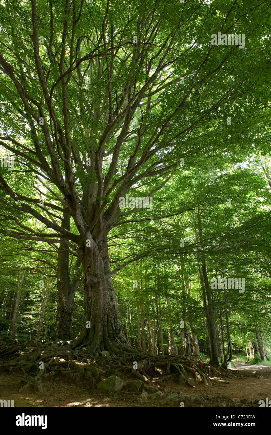 Forest pathway low angle view hi-res stock photography and images - Alamy