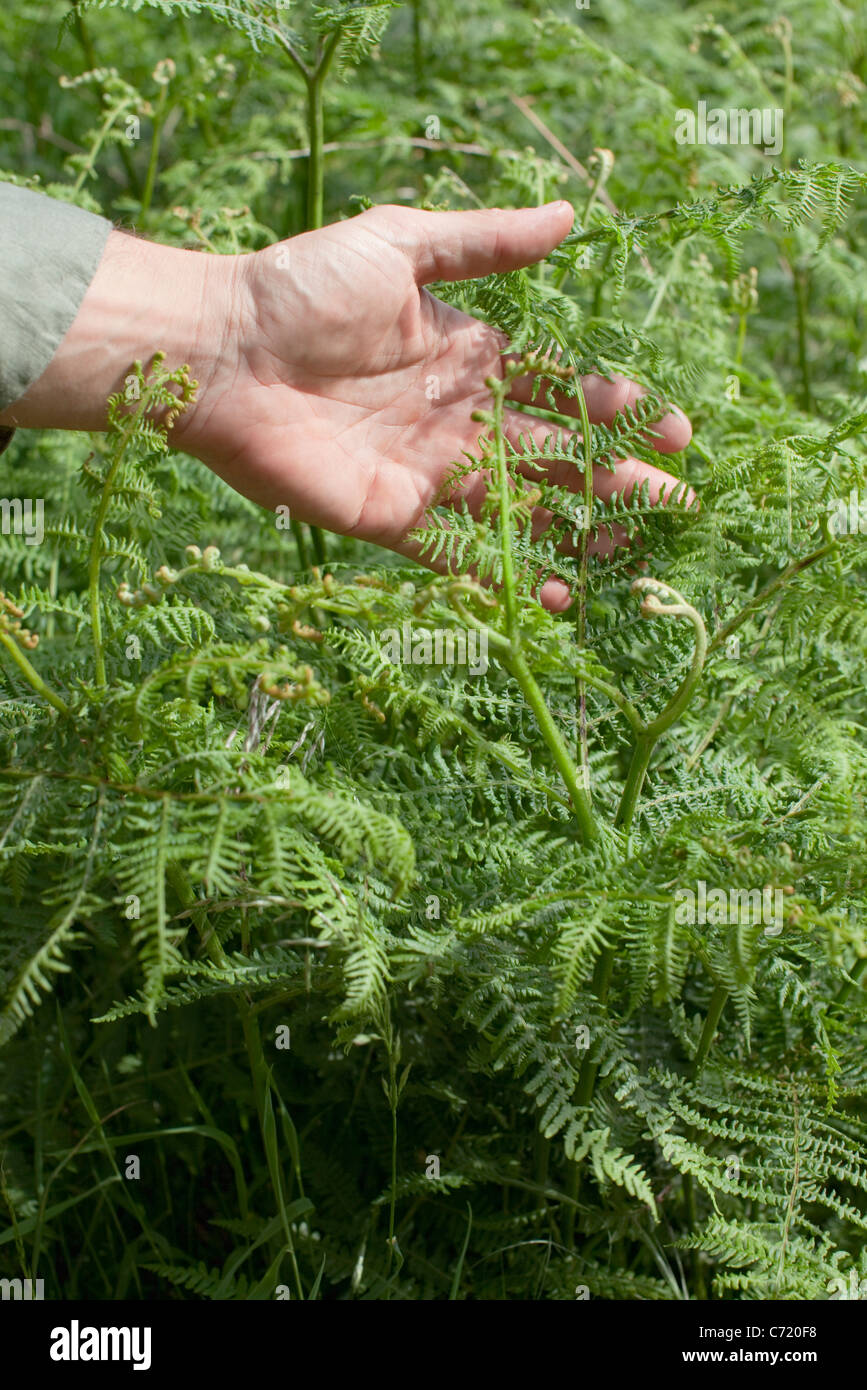 Man's hand touching fern Stock Photo - Alamy