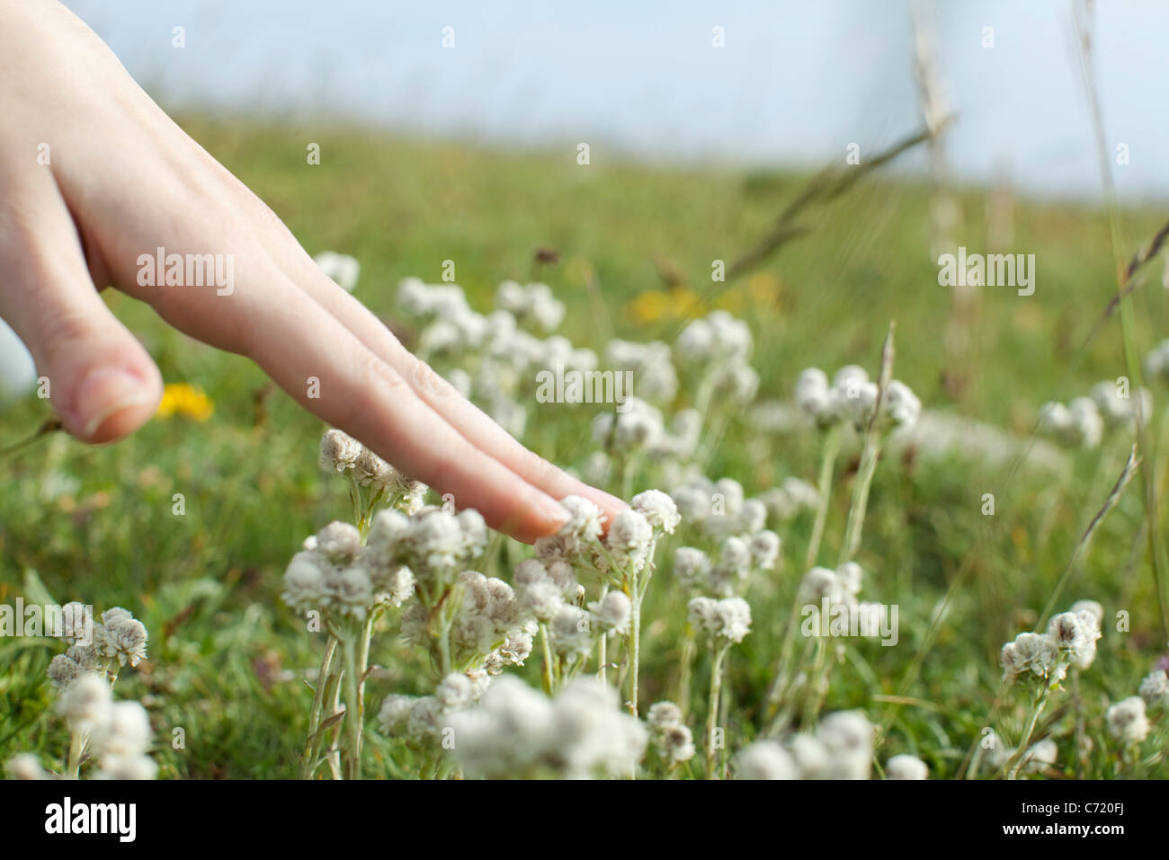 Hand touching white flowers in meadow, cropped Stock Photo - Alamy