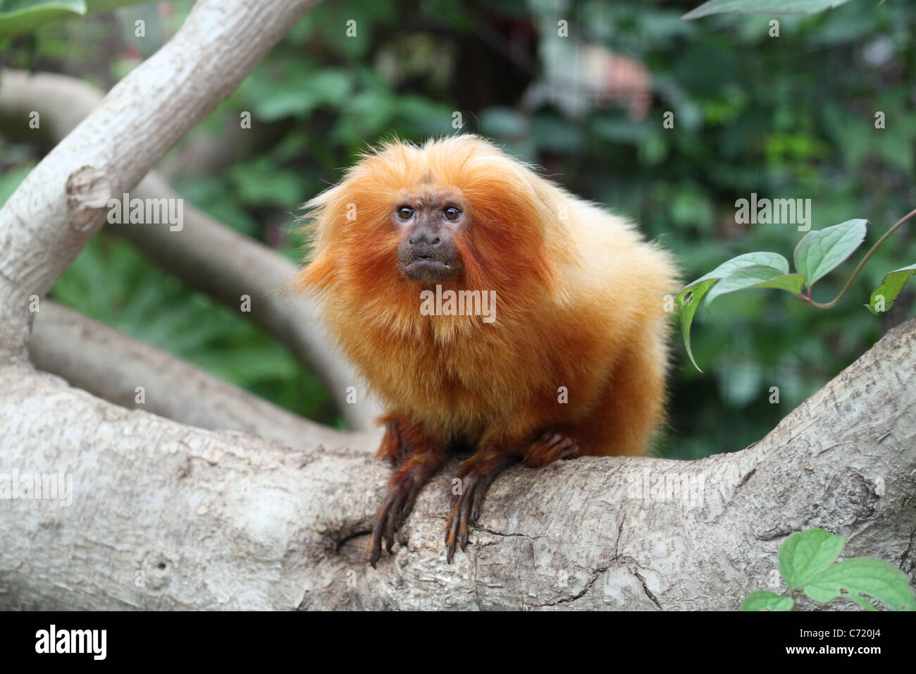 Golden lion tamarin monkey hi-res stock photography and images - Alamy