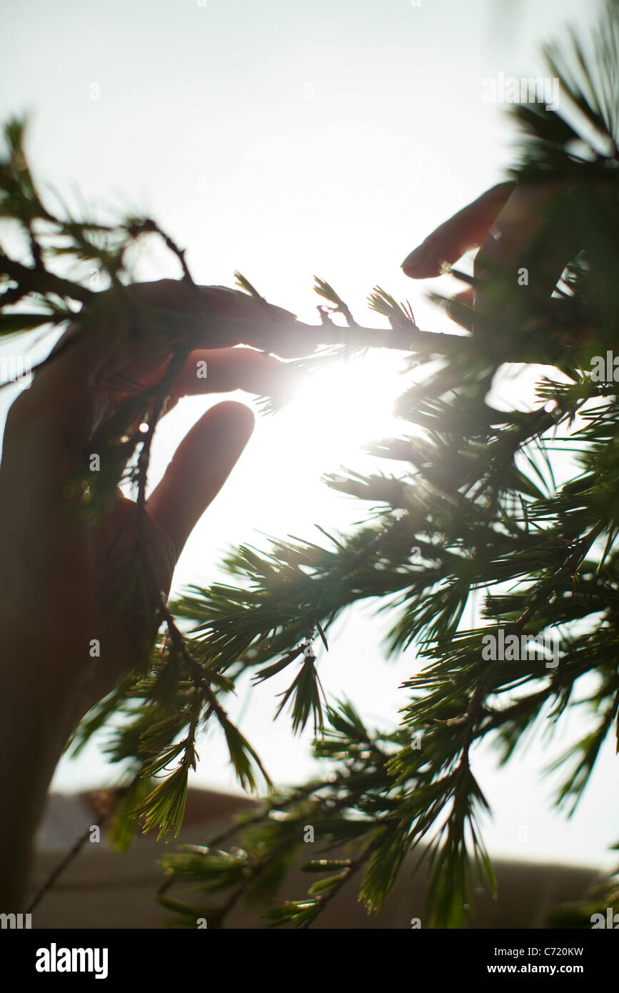 Hands touching tree branch, backlit by sun Stock Photo - Alamy