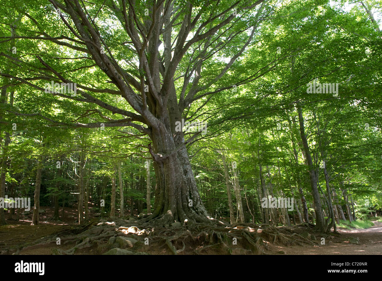 Tall trees with roots and views hi-res stock photography and images - Alamy